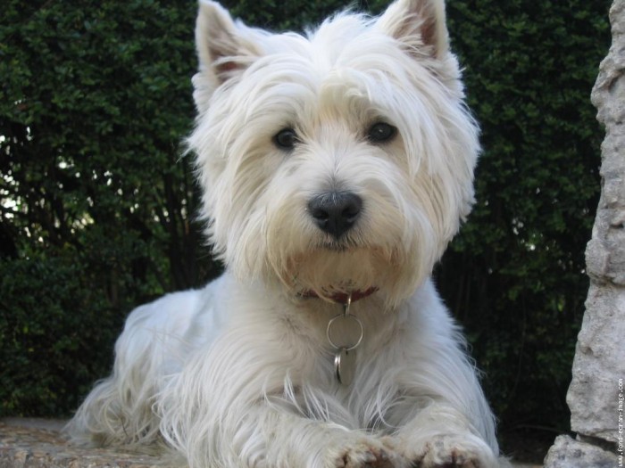 Cachorro West Highland Terrier - Fotos e Características
